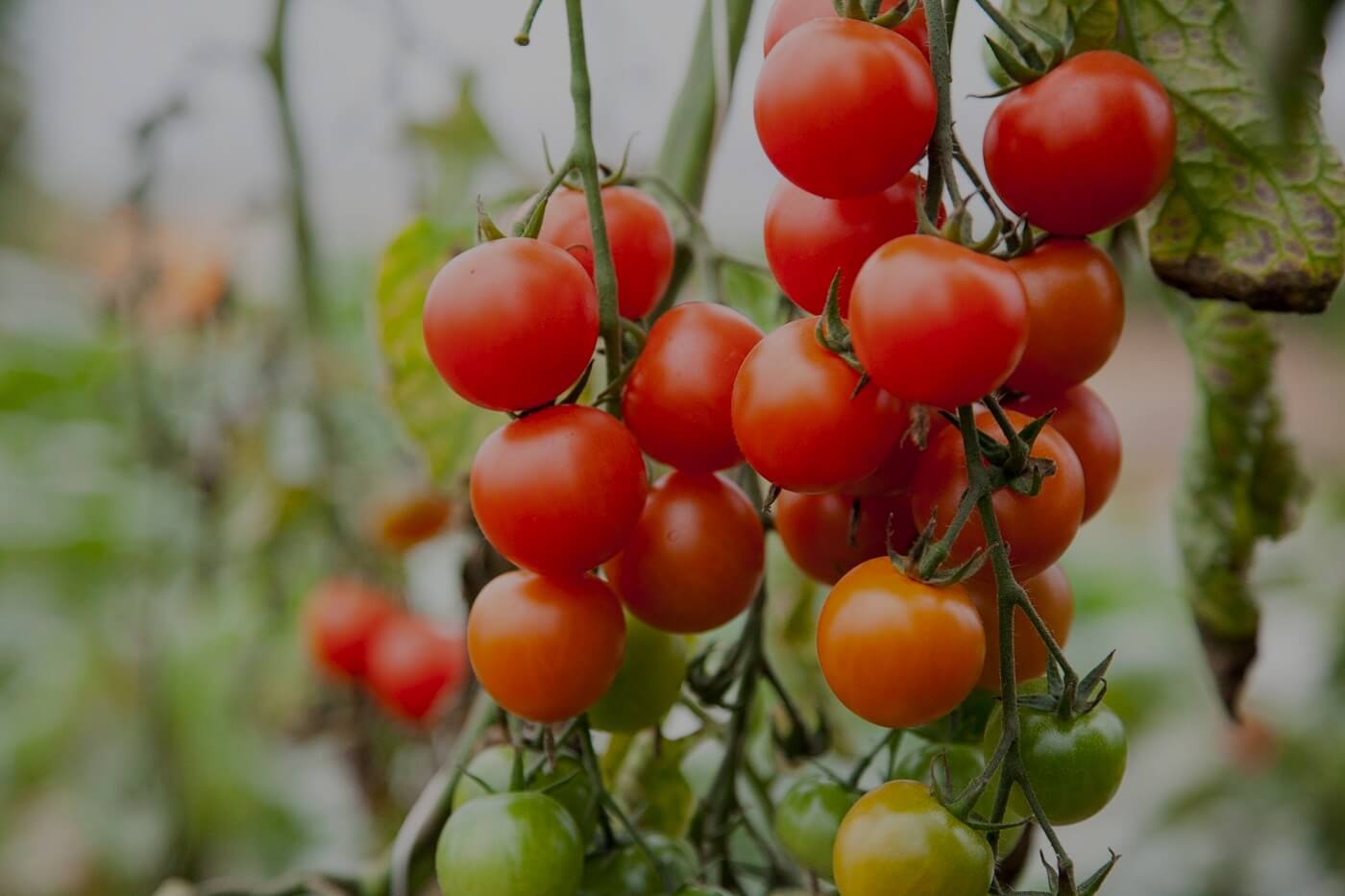 Tomatoes Overlay - Riverford Field Kitchen